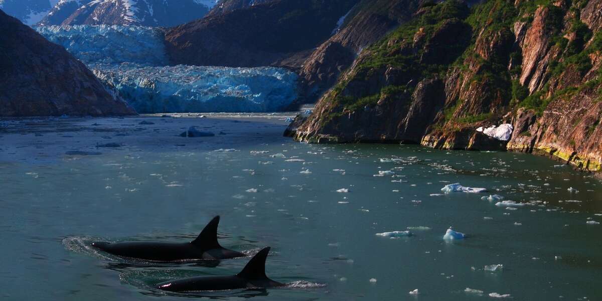 5 Ways SeaWorld Can't Compete With An Orca's Natural Home - The Dodo