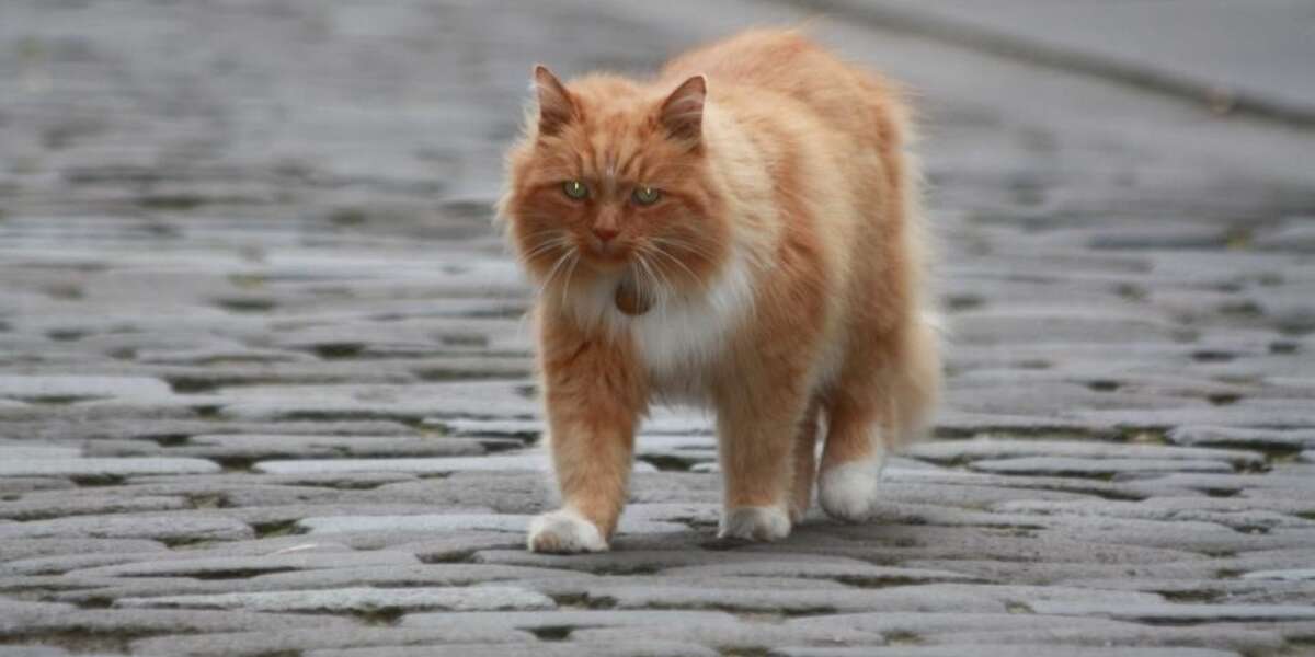 Small Scottish Town Says Farewell To Hamish The Beloved Stray Cat - The ...