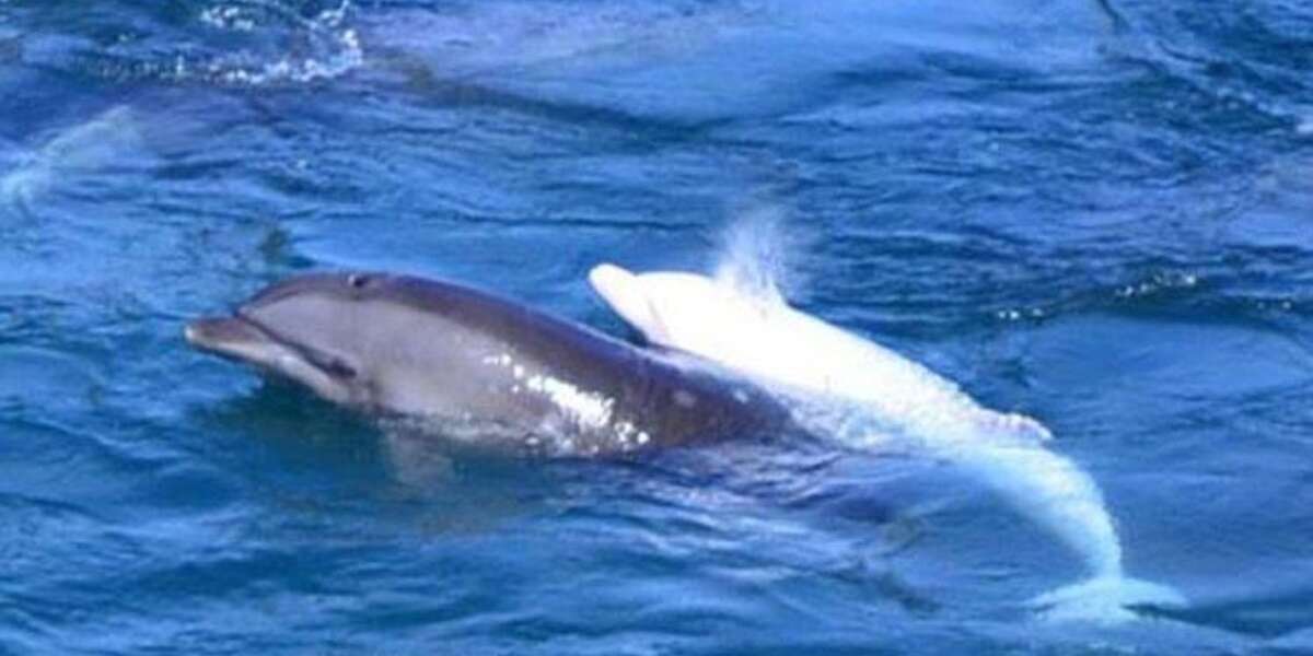 Rare Albino Dolphin Continues To Thrive In Wild Despite Being Different ...