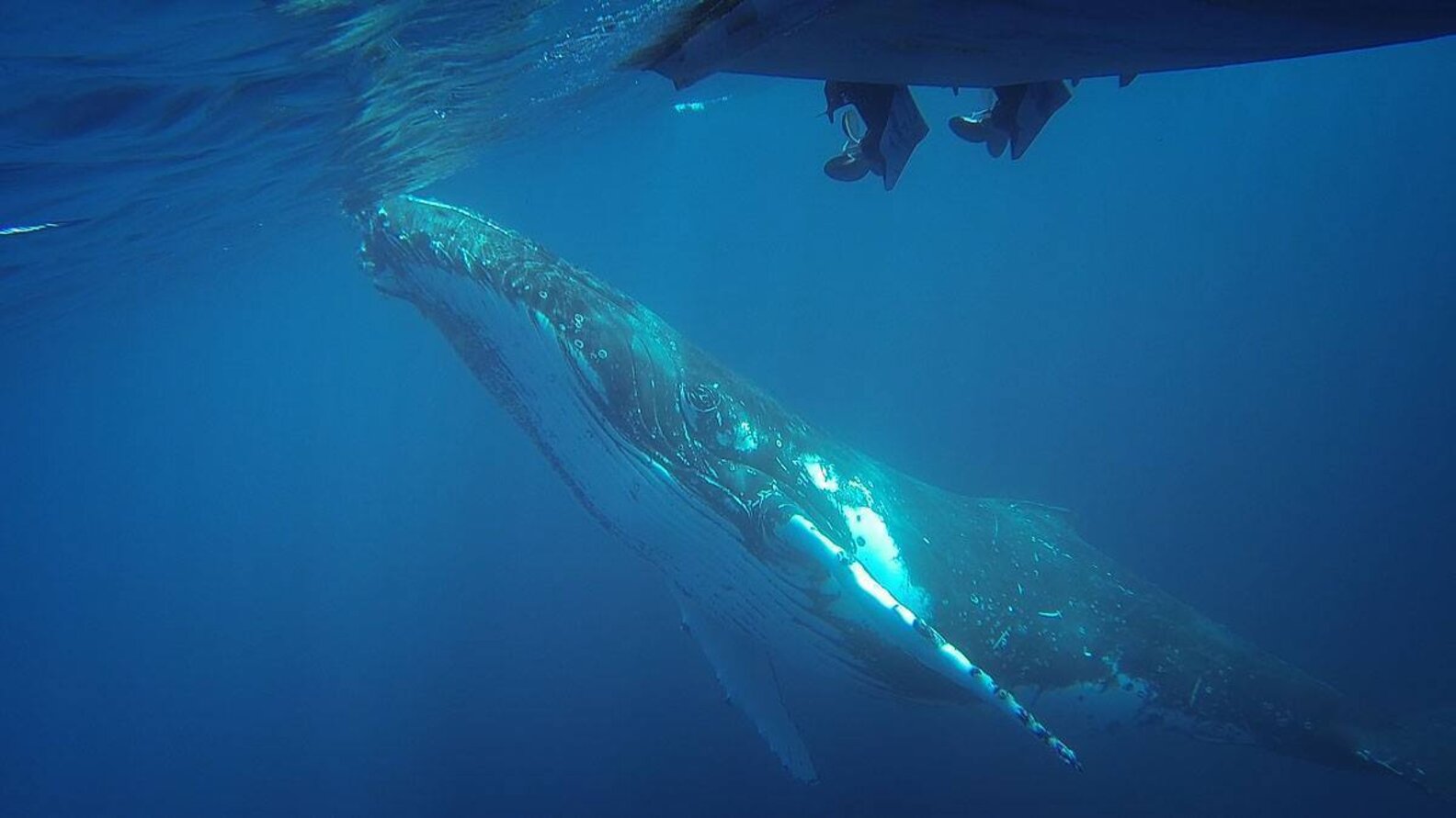 This Is What It Looks Like When A Whale Goes People-Watching - The Dodo