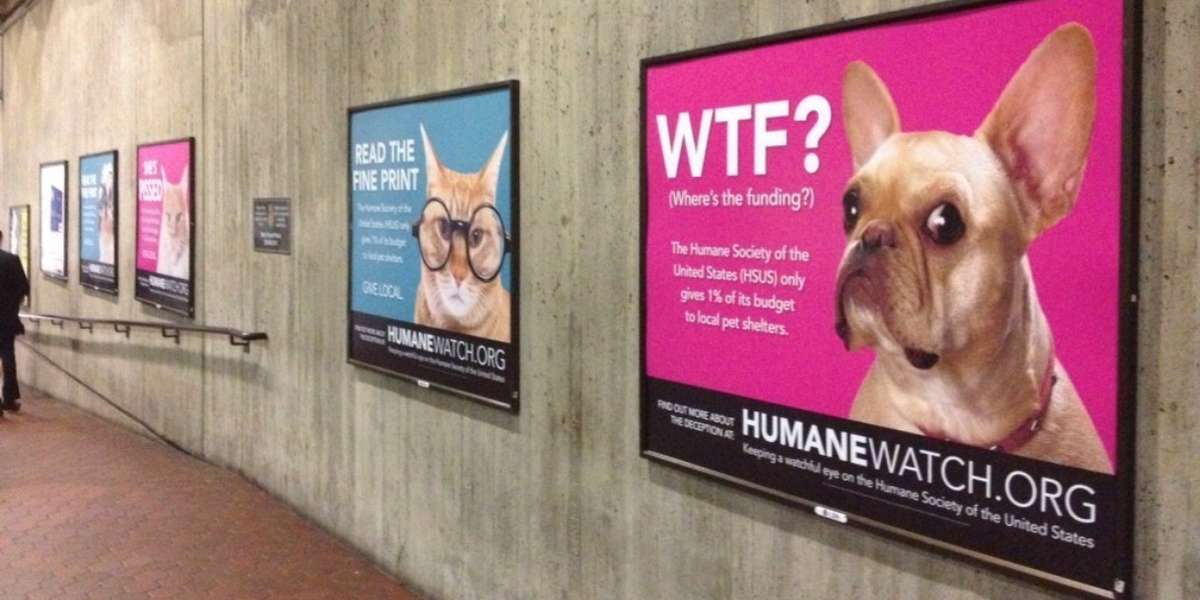 The Truth Behind The Group Targeting Animal Rights Organizations - The Dodo