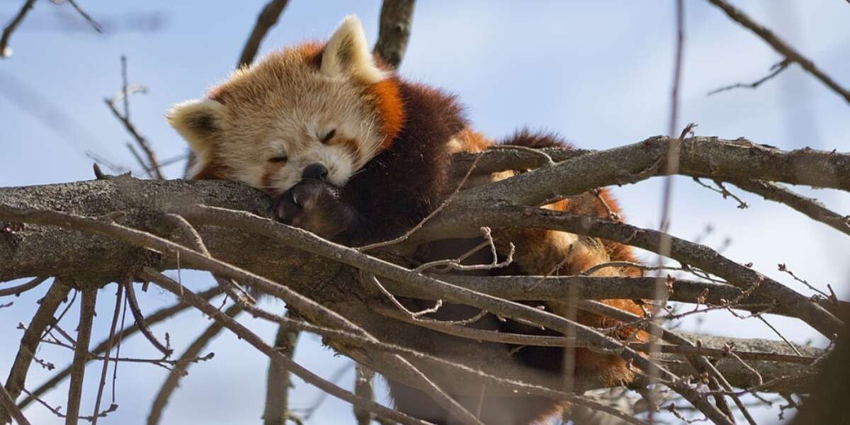 Red Panda With Parasitic Infection Euthanized At National Zoo - The Dodo