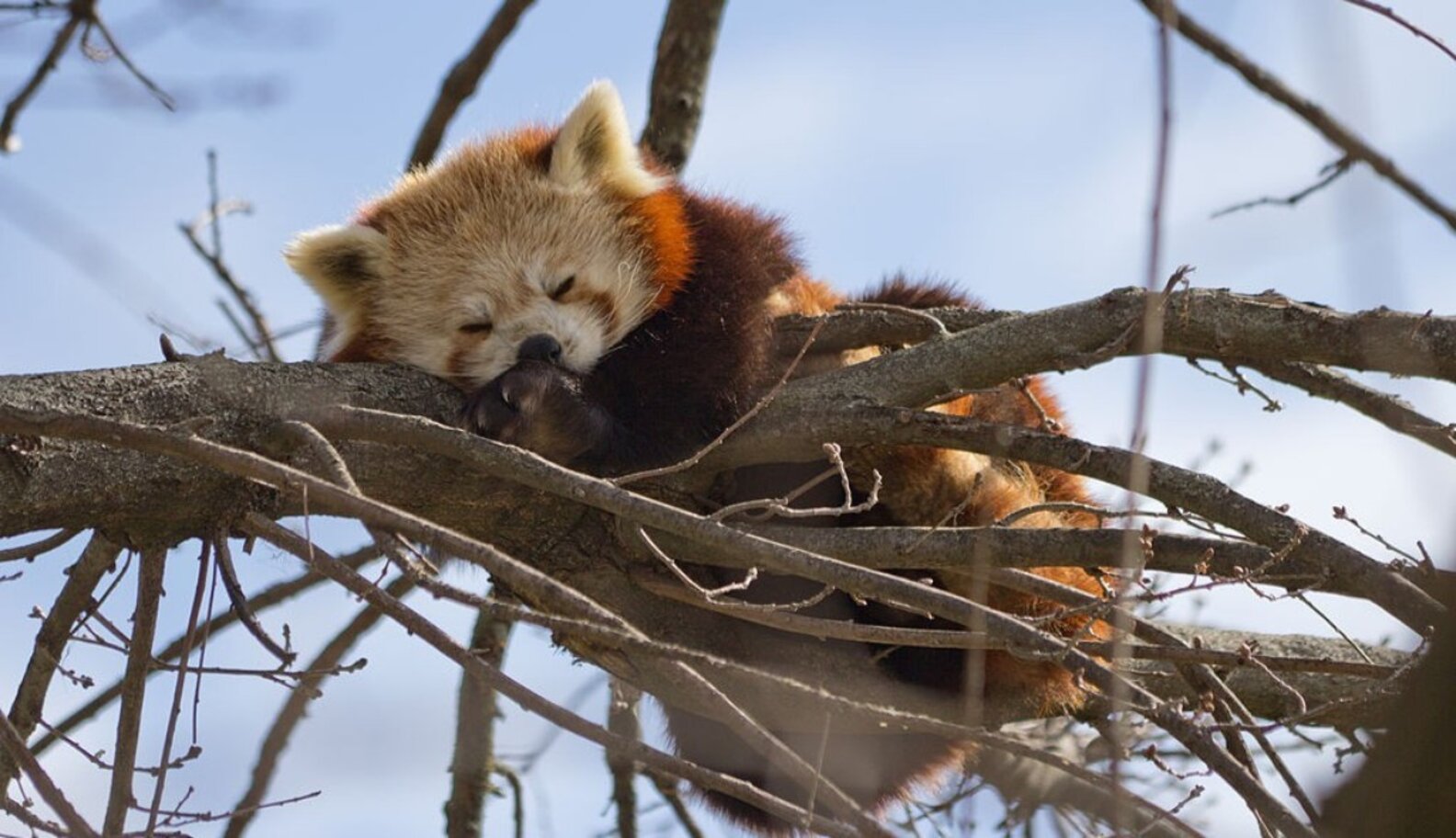Red Panda With Parasitic Infection Euthanized At National Zoo - The Dodo
