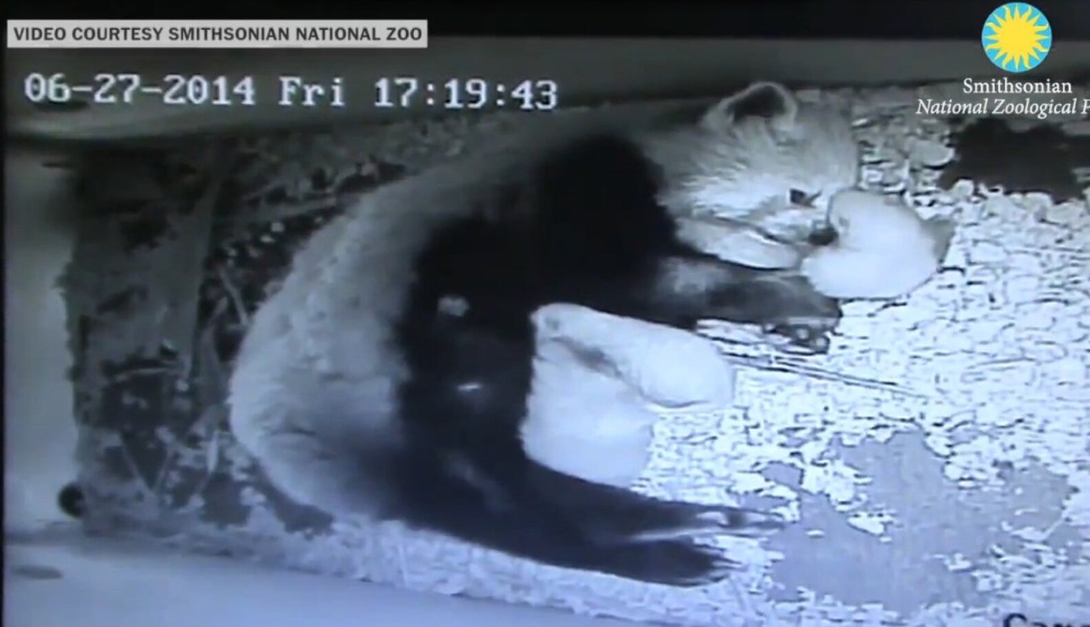 Red Panda With Parasitic Infection Euthanized At National Zoo - The Dodo