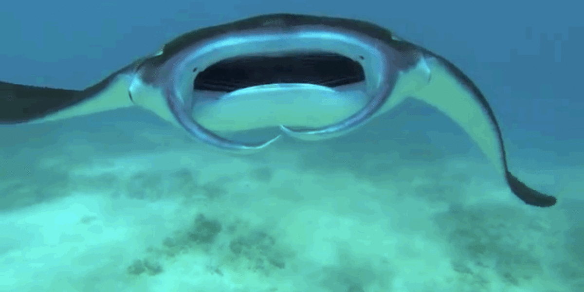 What It's Like To Dive Into A Sea Of Manta Rays - The Dodo