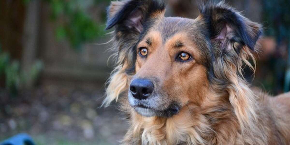 Landmark Ruling: Animals Can Legally Be Considered Victims, Just Like ...