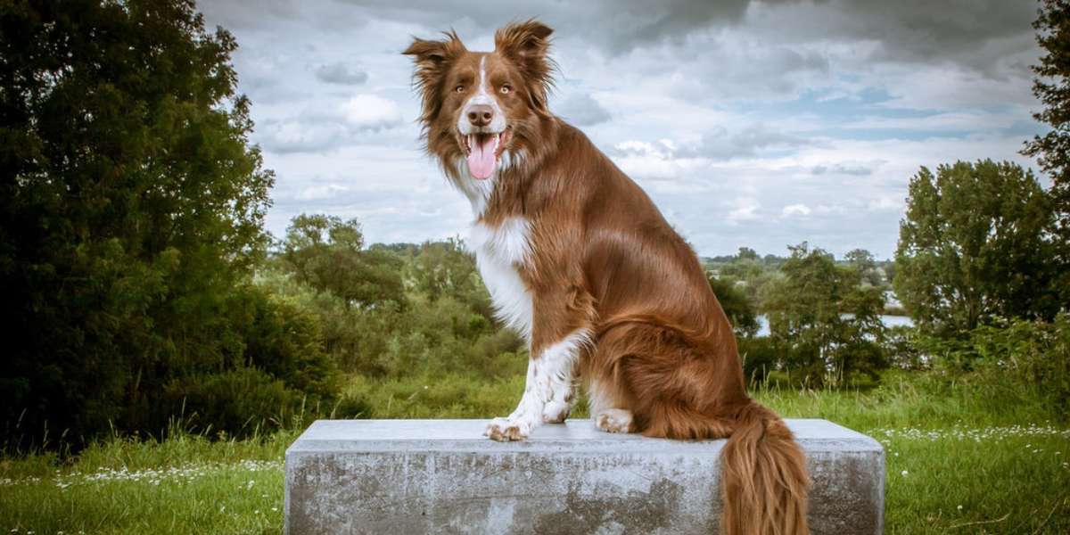 How Movie Star Dogs Influence The Pups We Own - The Dodo