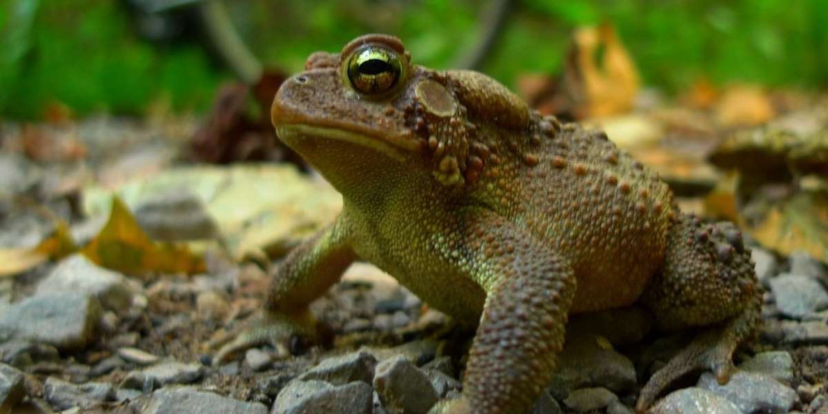 Toad-Munching Spider Poses Rising Threat - The Dodo