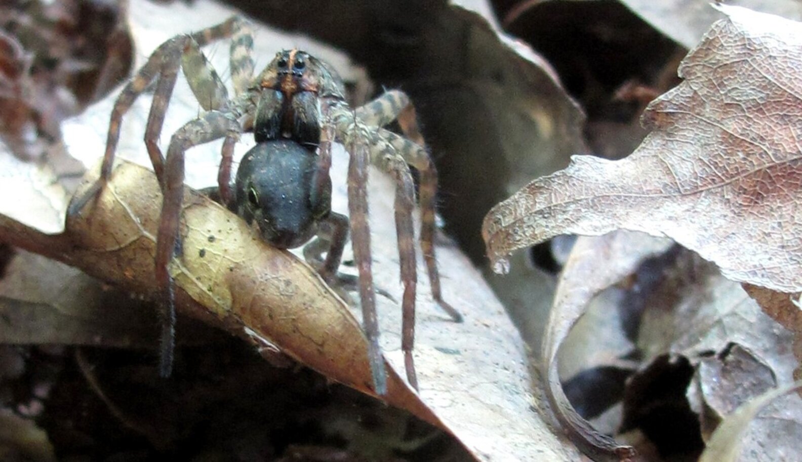 Toad-Munching Spider Poses Rising Threat - The Dodo