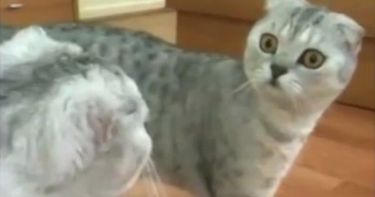 Confused Kitty Utterly Shocked By Enemy Cat In The Mirror - The Dodo
