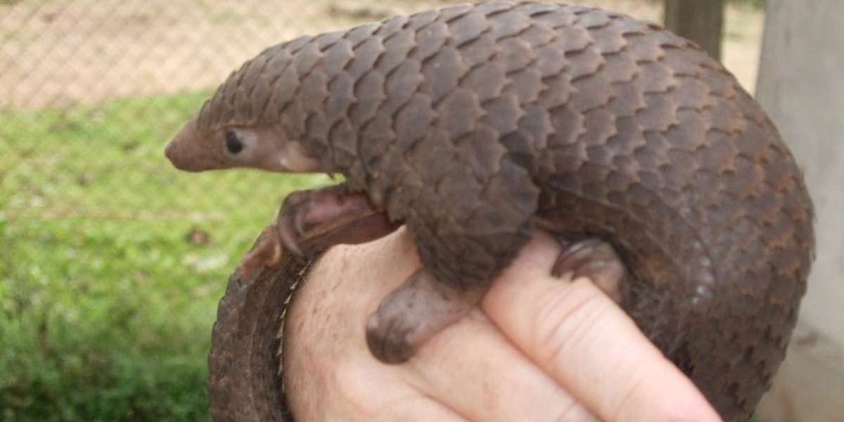 6 Facts Uncovered About One Of The World's Most Mysterious Creatures ...