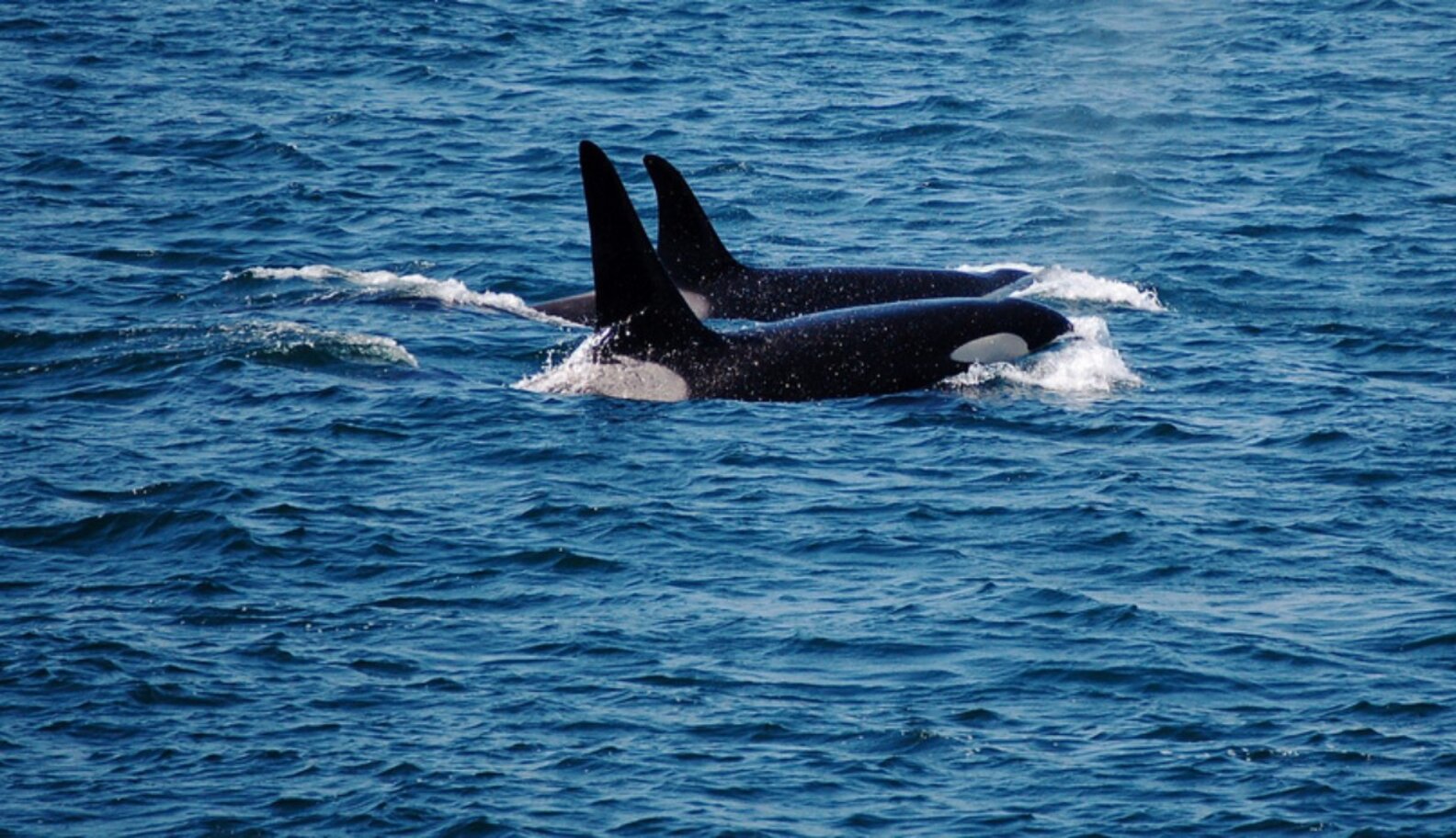 Moscow Aquarium To Open With A New Generation Of Wild-Caught Orcas ...