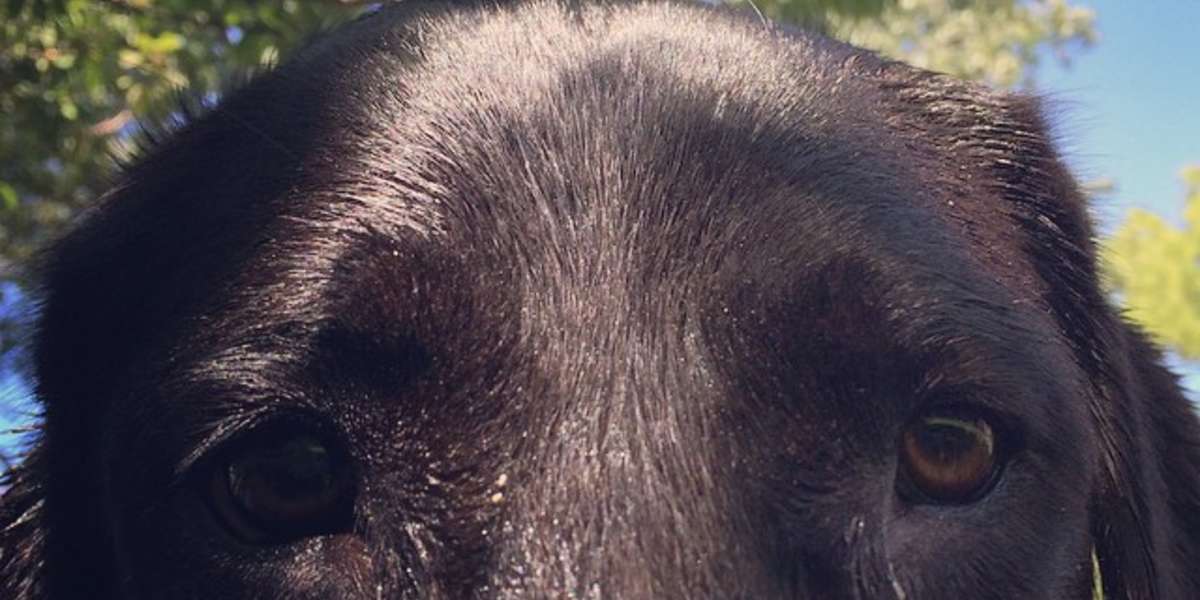 Obstructed view of the sky at #washingtonsquarepark - The Dodo