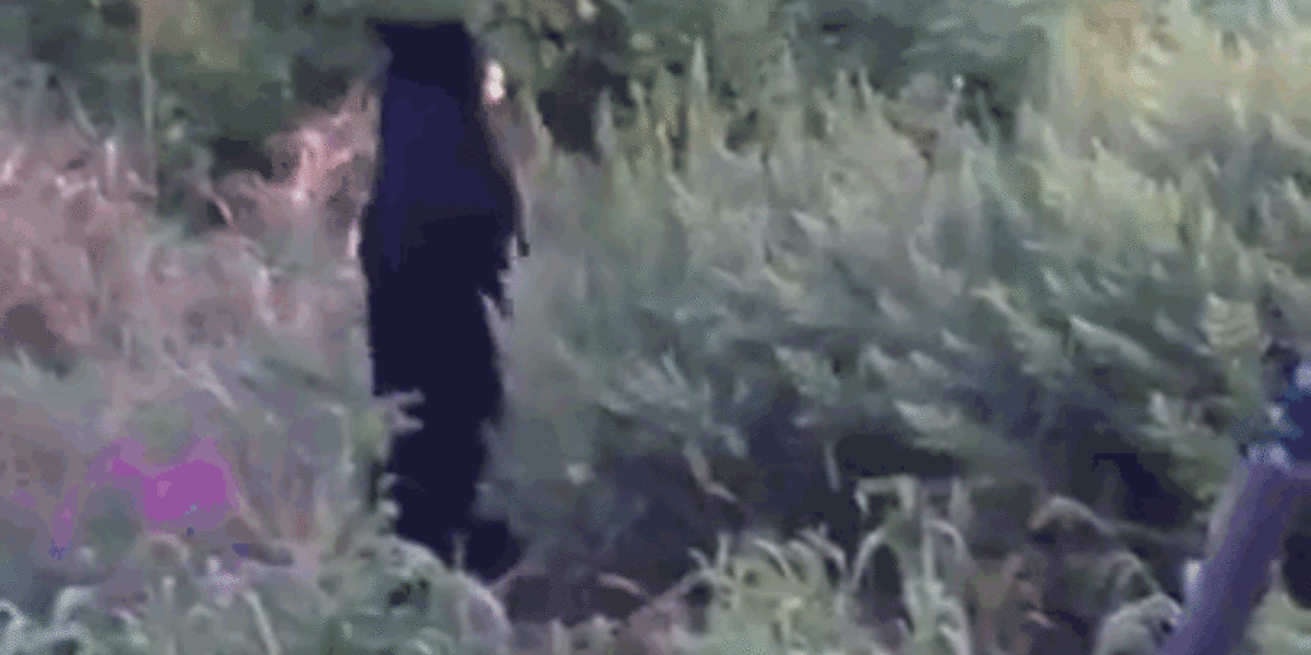 The Bipedal Bear Is Back To Roaming Lawns On Two Legs - The Dodo