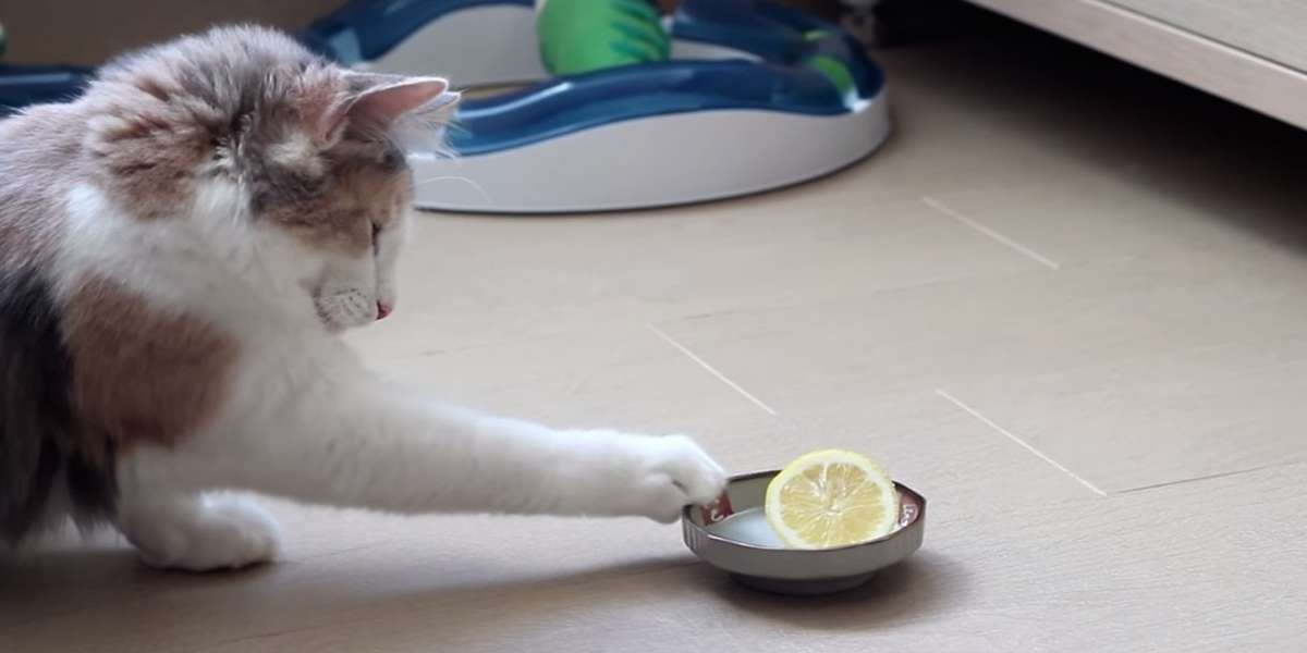 When Life Gave This Cat A Lemon, She Didn't Trust It For A Second - The ...