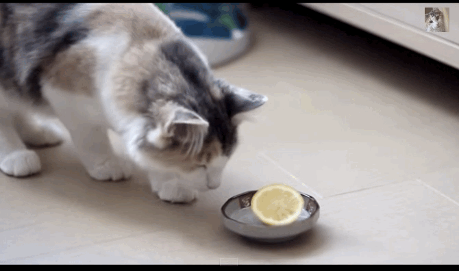 When Life Gave This Cat A Lemon, She Didn't Trust It For A Second - The ...