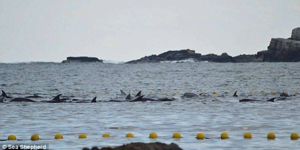 [Untitled] - The Dodo