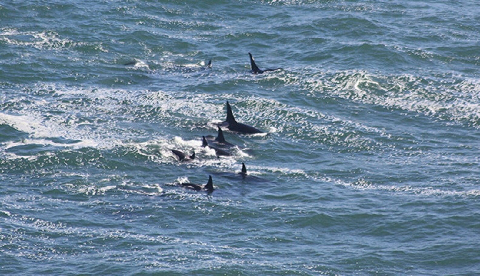 Drone Spies Wild Orca Pod, Captures Stunning Argument Against Captivity ...