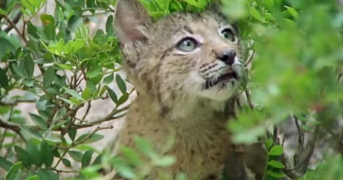 The 5 Major Threats Facing The Most Endangered Cat Species In The World ...