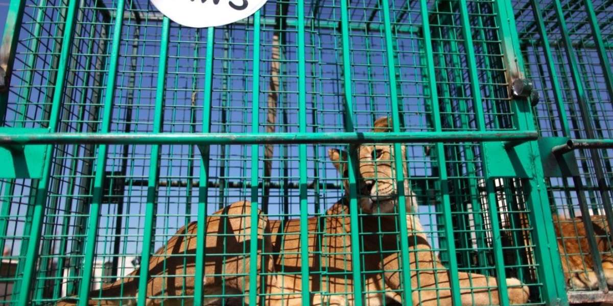 Three Lions Saved From War-Torn Palestinian Zoo - The Dodo