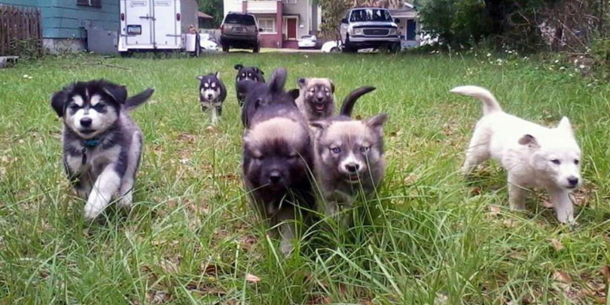 10 Of The Most Epic Puppy Stampedes - The Dodo