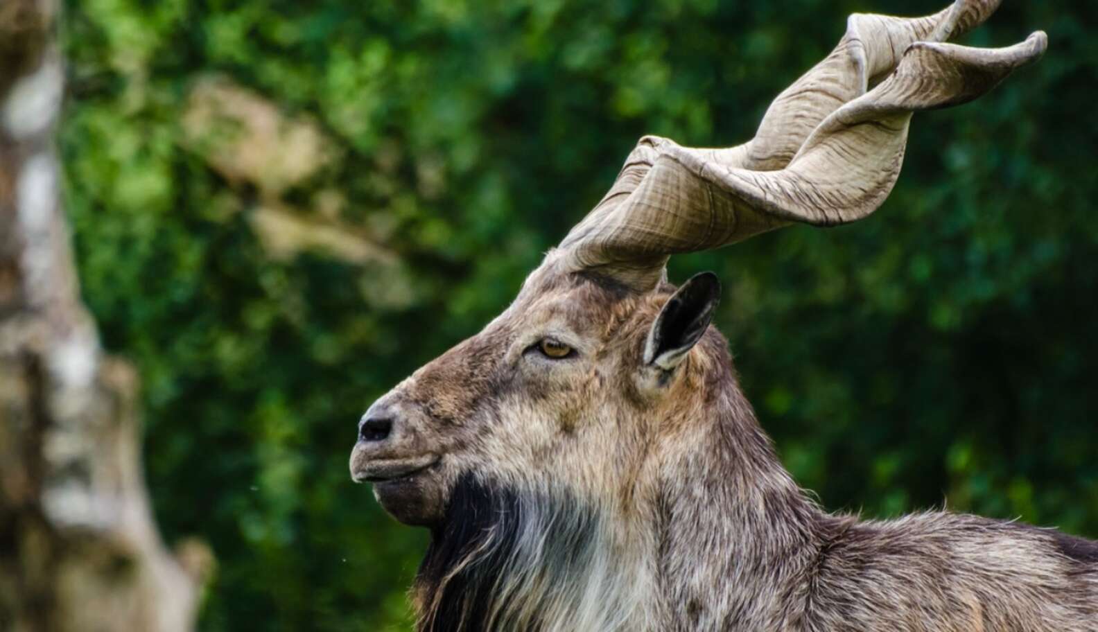Rare Pakistani Goats Make A Comeback After Decades Of War And Poaching The Dodo rare-pakistani-goats-make-a-comeback-after-decades-of-war-and-poaching-the-dodo