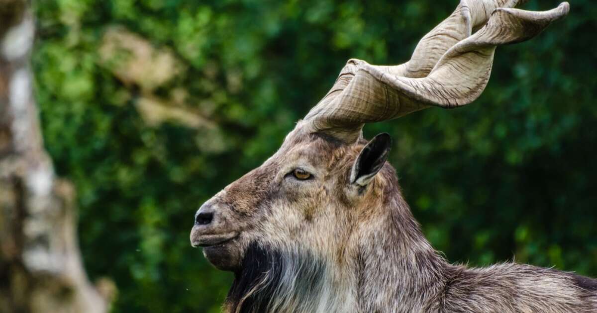 Rare Pakistani Goats Make A Comeback After Decades Of War And Poaching ...