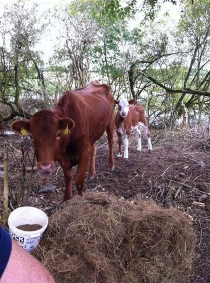 Survivor Cow Found Alive On An Island Months After Mysteriously ...