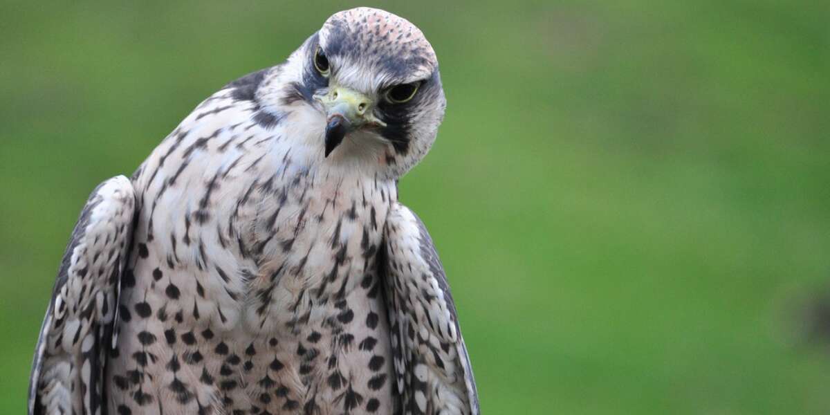 Falcons Rebound From The Brink Of Extinction - The Dodo