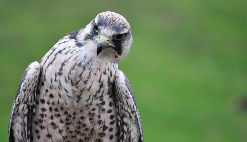 Falcons Rebound From The Brink Of Extinction - The Dodo