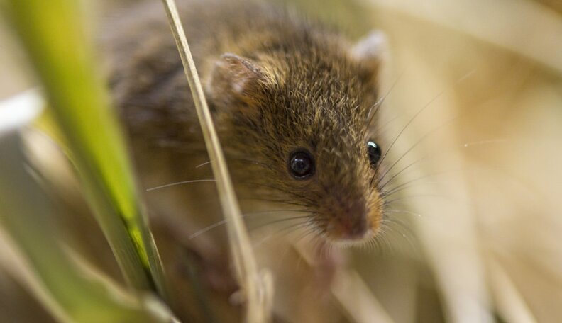 The Facebook Update Of The Mouse World Is Pee - The Dodo