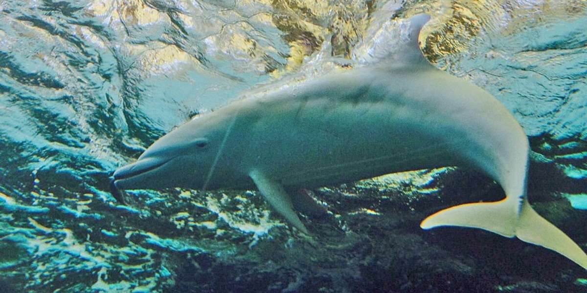 Undercover Footage Captures White Dolphin "Angel" Alive -- But Bullied ...