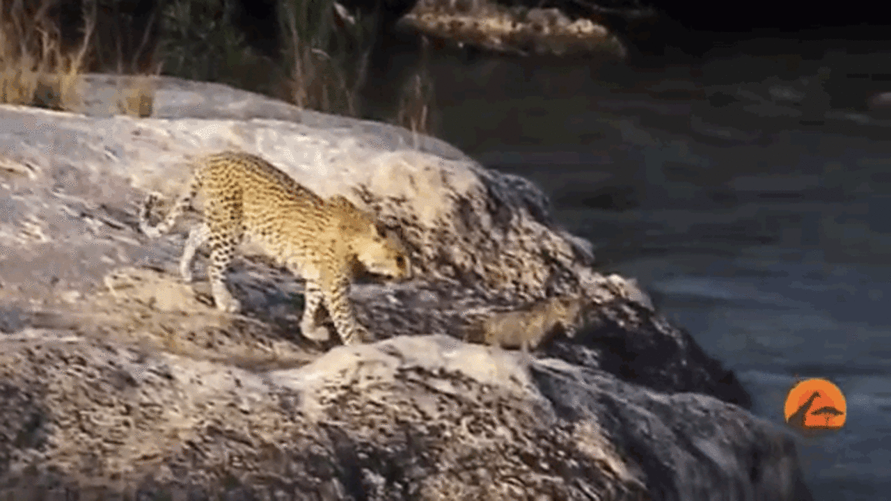 Tiny Leopard Cub Makes Death-Defying Leap Across River - The Dodo