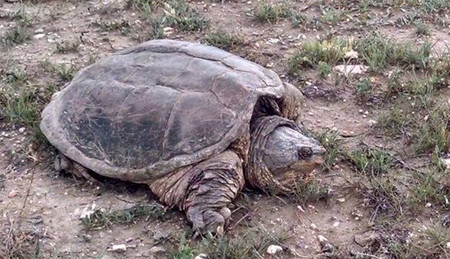 Nice Young Humans Help A 100-Year-Old Turtle Cross The Road - The Dodo