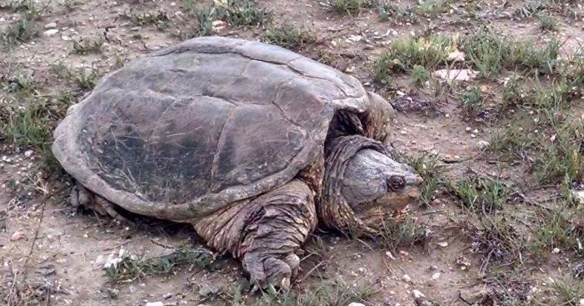 Nice Young Humans Help A 100-Year-Old Turtle Cross The Road - The Dodo