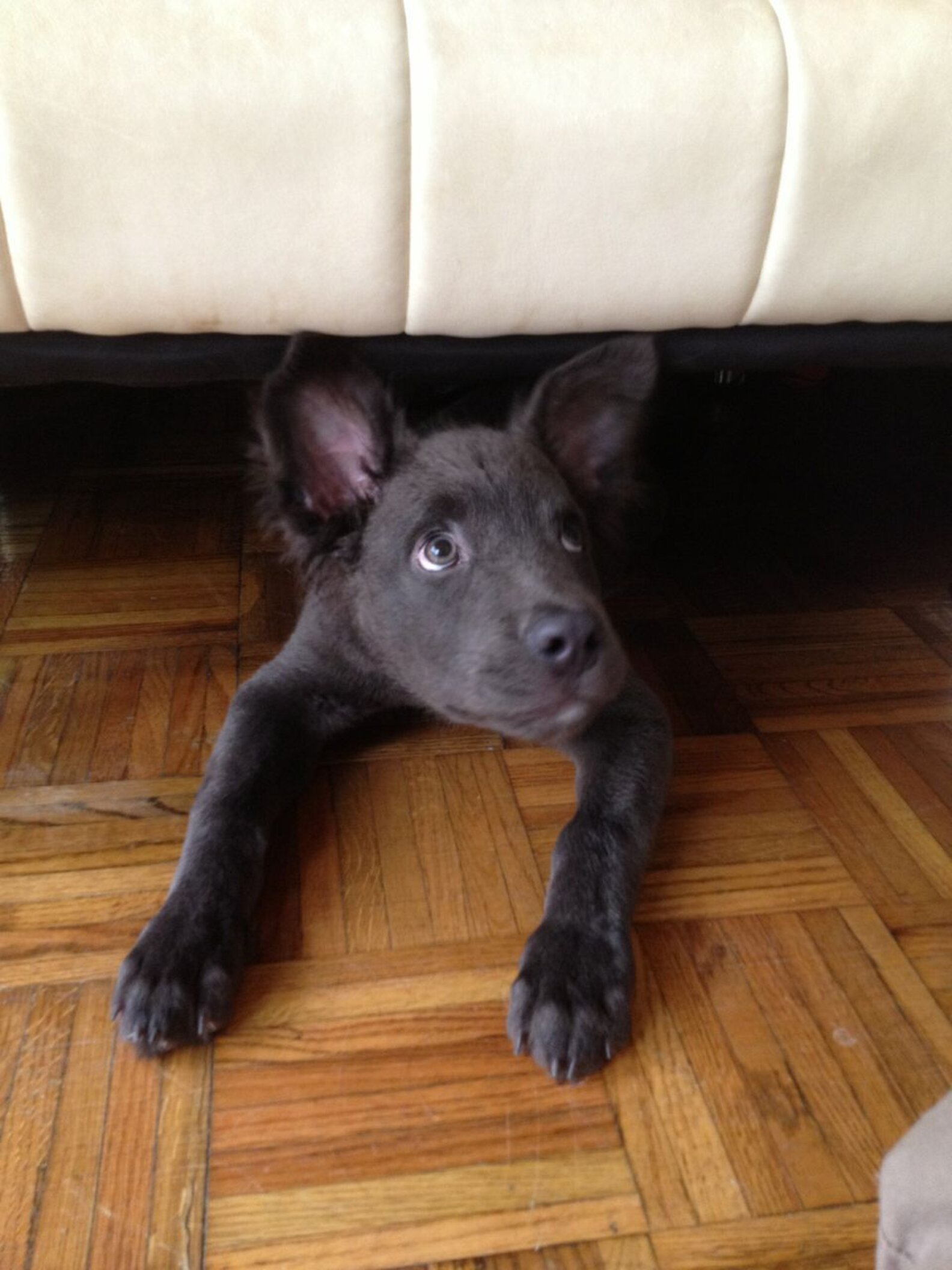 10 Reasons Why Adopting A Rescue Dog Is Awesome - The Dodo