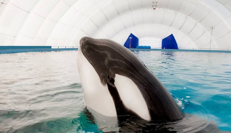 New Russian Facility Planning Orca ‘Surprise’ Under Veil Of Secrecy ...
