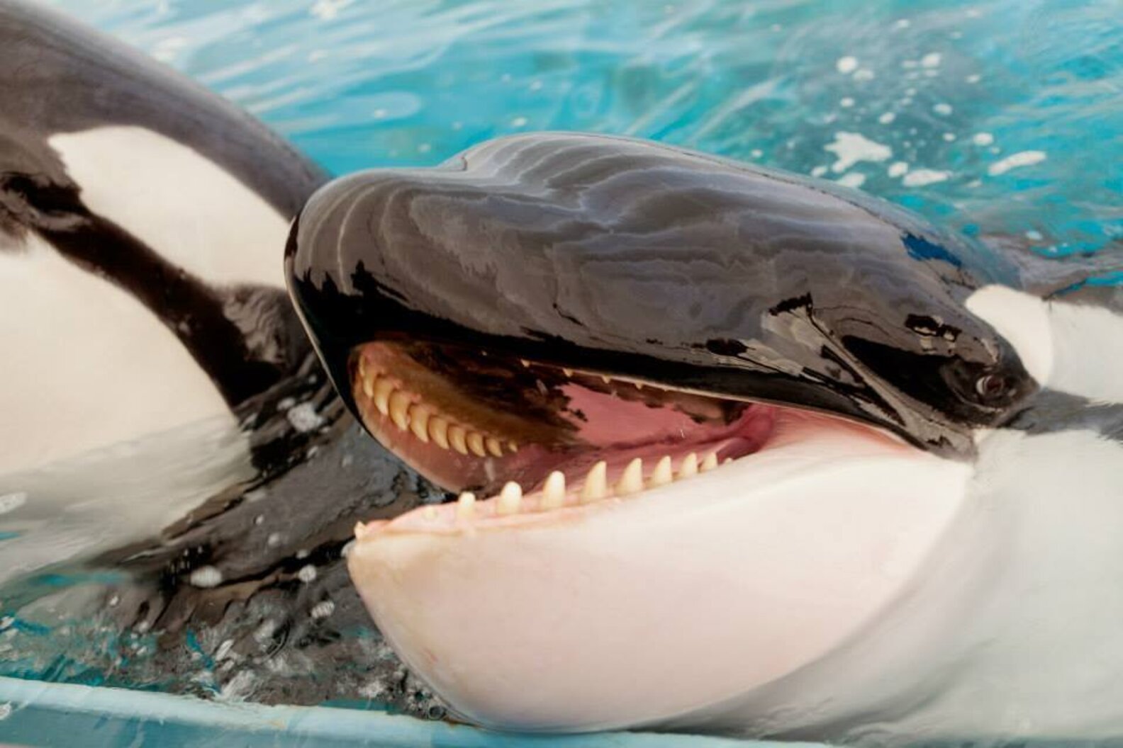 New Russian Facility Planning Orca ‘Surprise’ Under Veil Of Secrecy ...