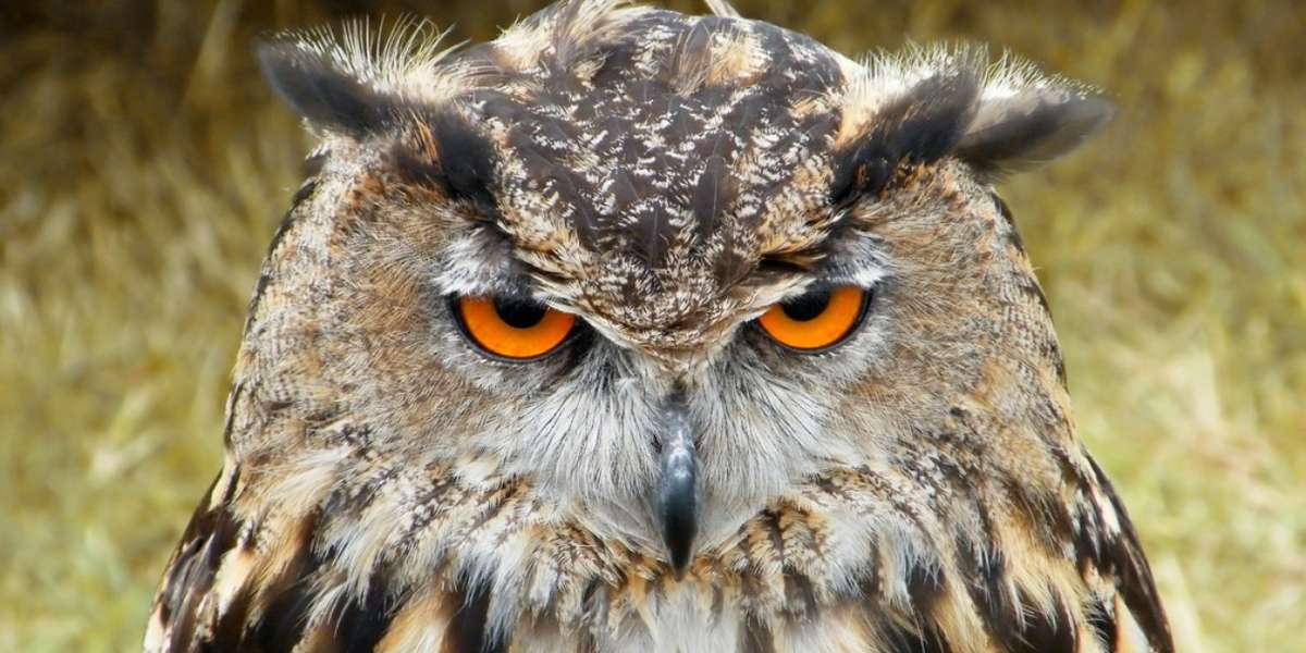 8 Reasons Why Today Is The Day You'll Start Loving Owls - The Dodo