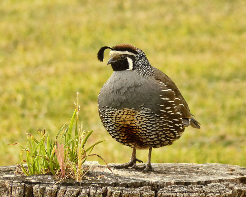 11 Animals Pulling Off Hairstyles We Never Could - The Dodo