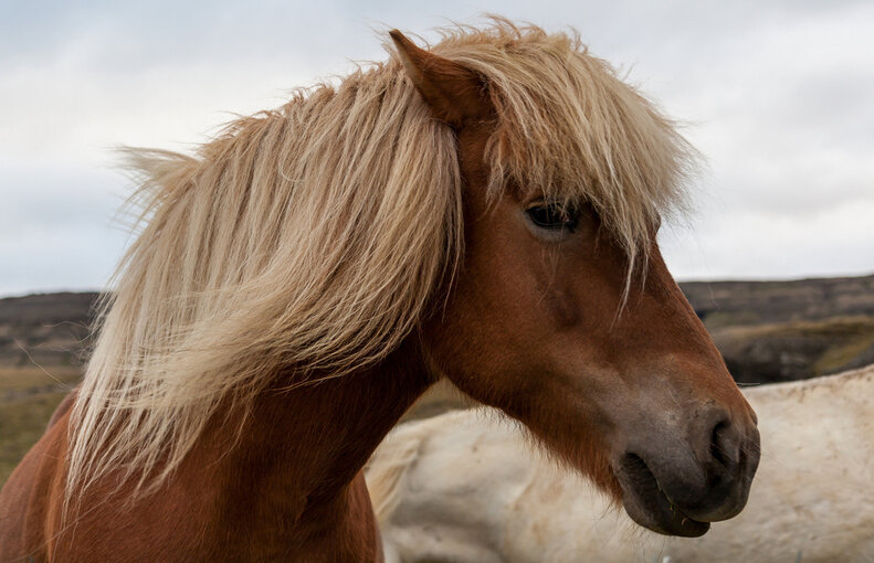 11 Animals Pulling Off Hairstyles We Never Could - The Dodo