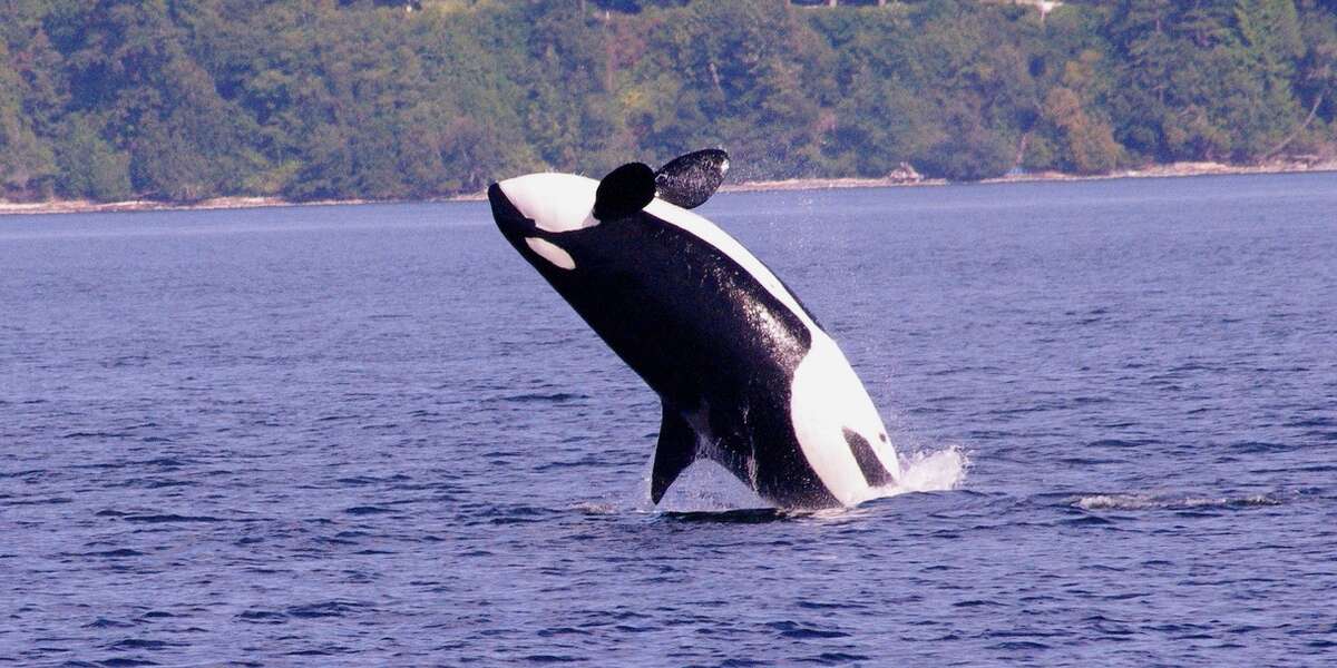 SeaWorld Earnings PLUMMET As Outrage Over Orca Treatment Grows - The Dodo