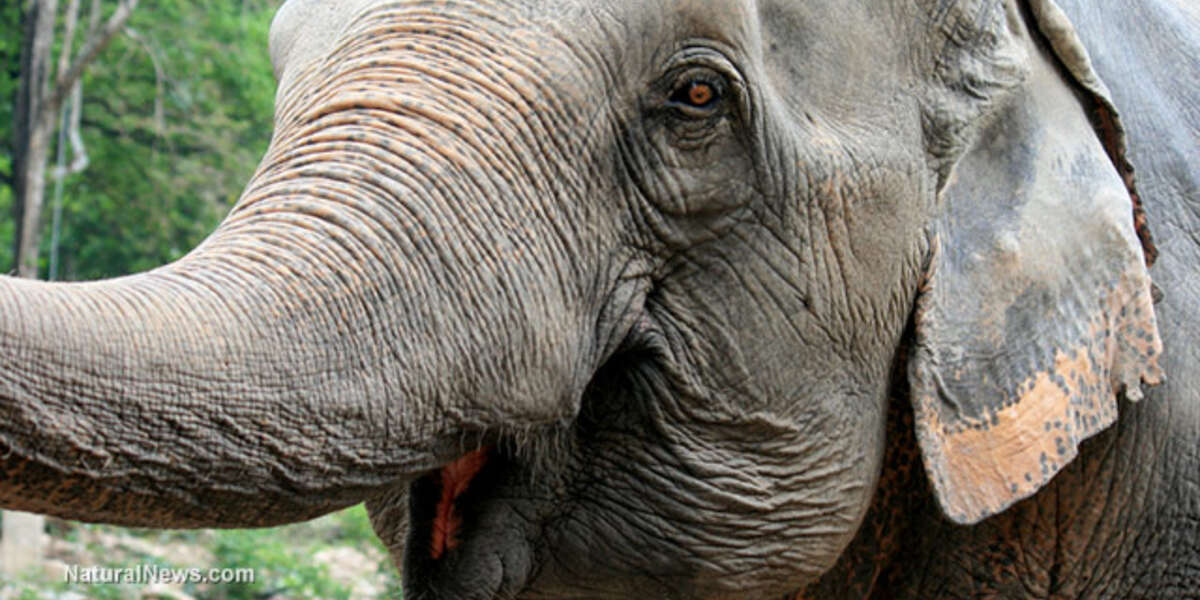 Animals instinctively turn to natural medicine to improve their health ...