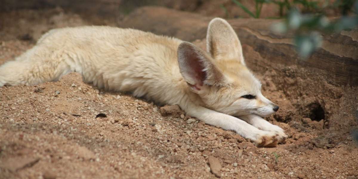 The Mysterious Lives Of 7 Animals Who Make Their Homes Underground ...