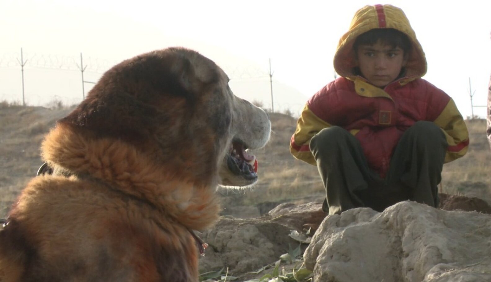 Caring For Afghanistan's War-Weary Stray Dogs - The Dodo