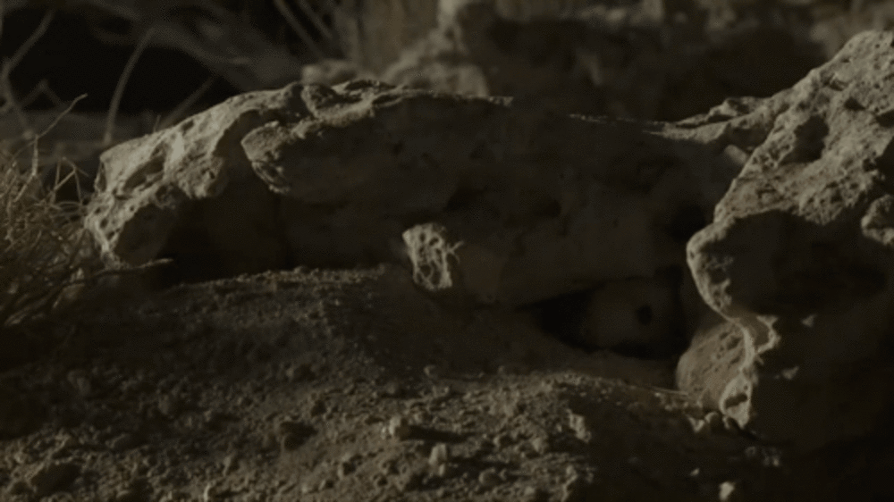 The Mysterious Lives Of 7 Animals Who Make Their Homes Underground ...
