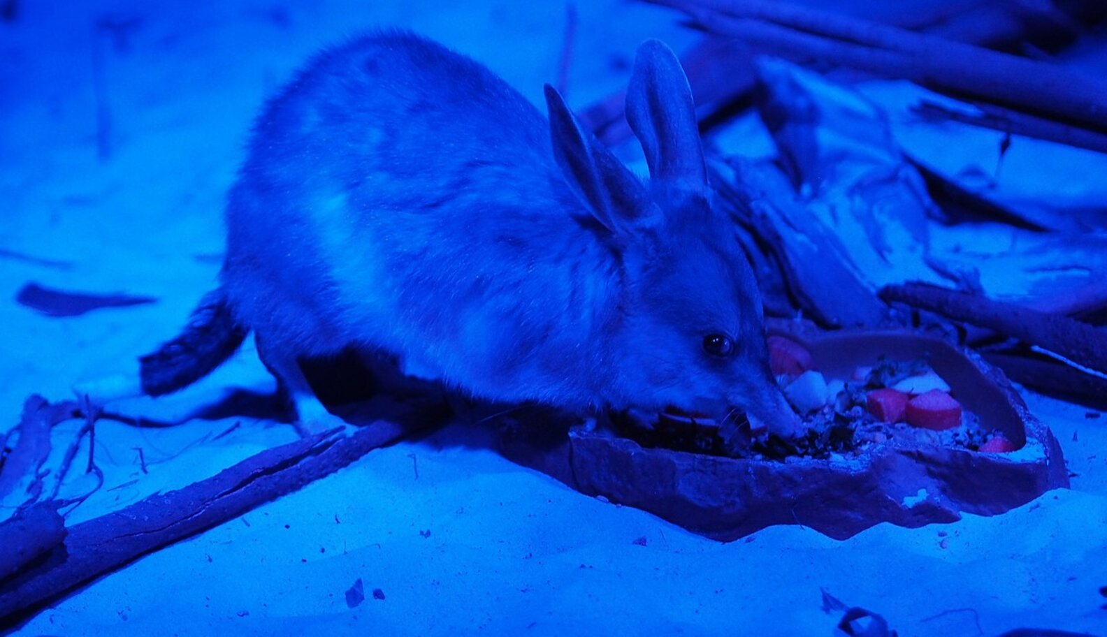 The Mysterious Lives Of 7 Animals Who Make Their Homes Underground ...