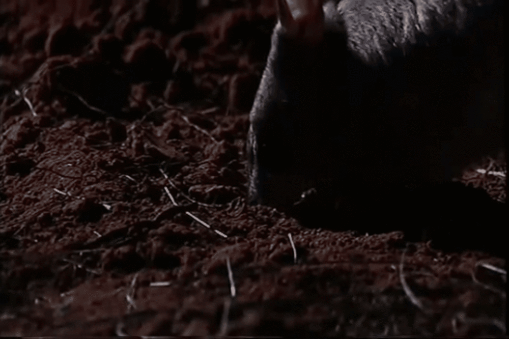 The Mysterious Lives Of 7 Animals Who Make Their Homes Underground ...