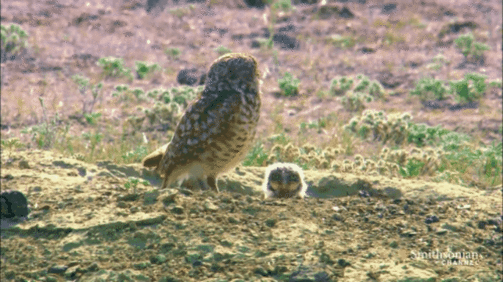 The Mysterious Lives Of 7 Animals Who Make Their Homes Underground ...
