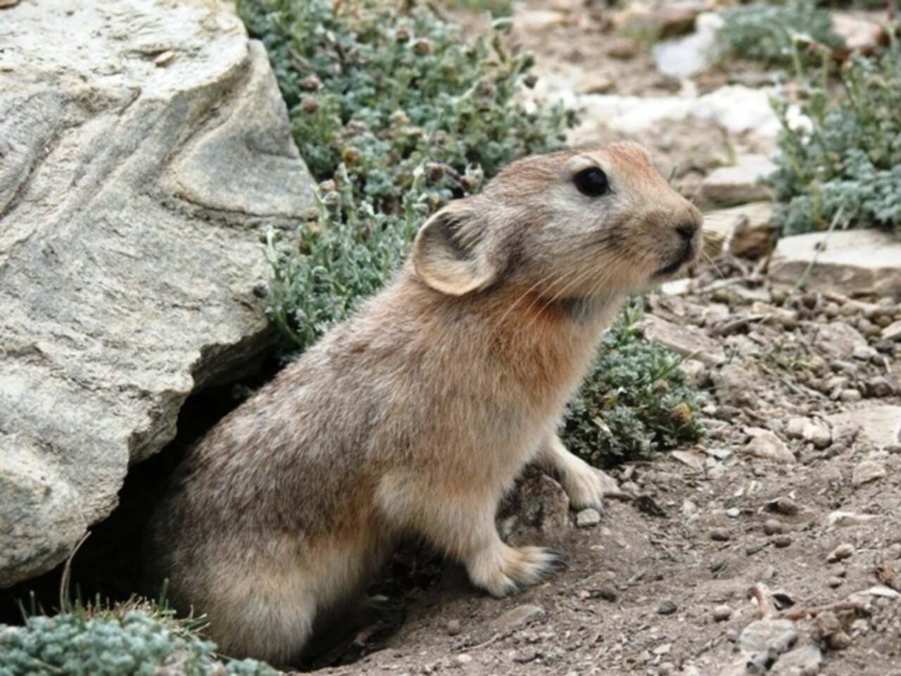 The Mysterious Lives Of 7 Animals Who Make Their Homes Underground ...